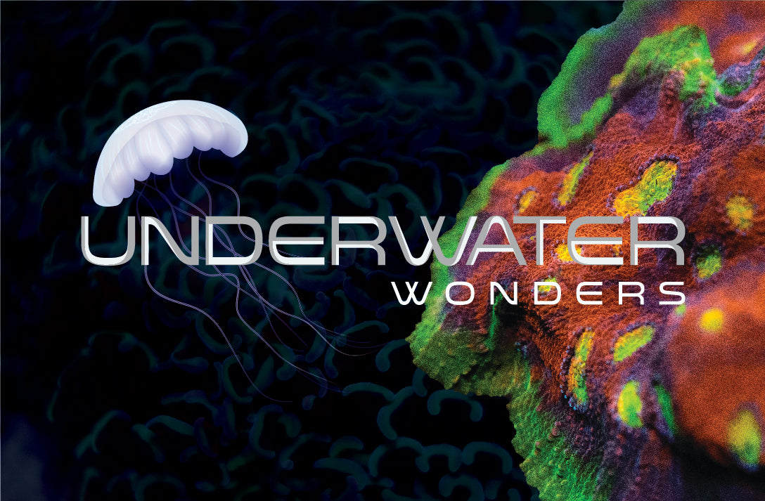Underwater Wonders Gift Card