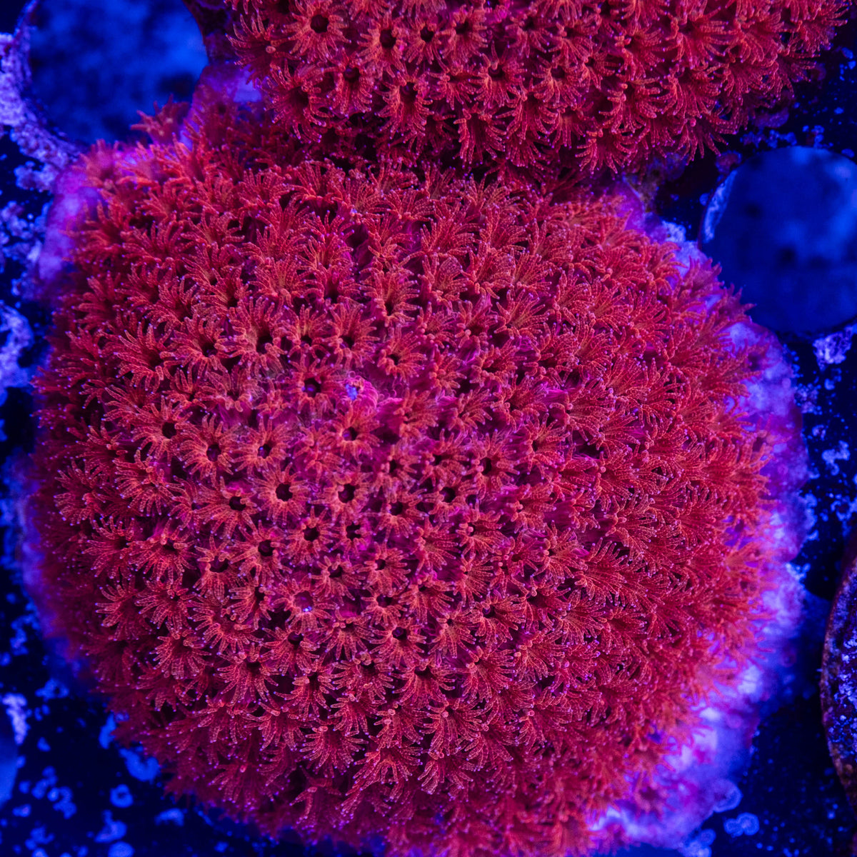 WWC Firestorm Cyphastrea – Underwater Wonders