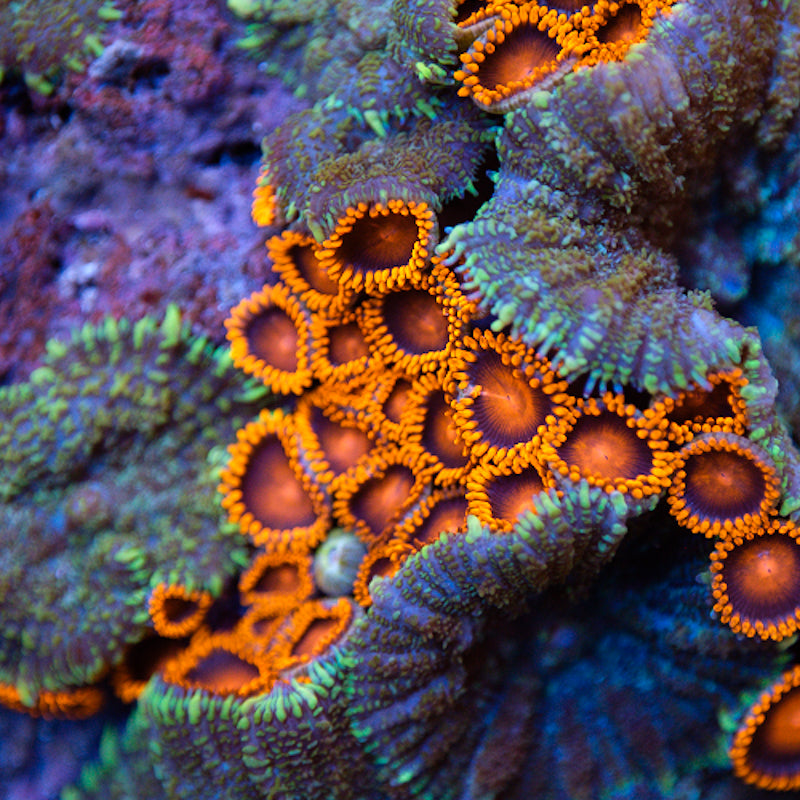 Beginner Corals – Underwater Wonders