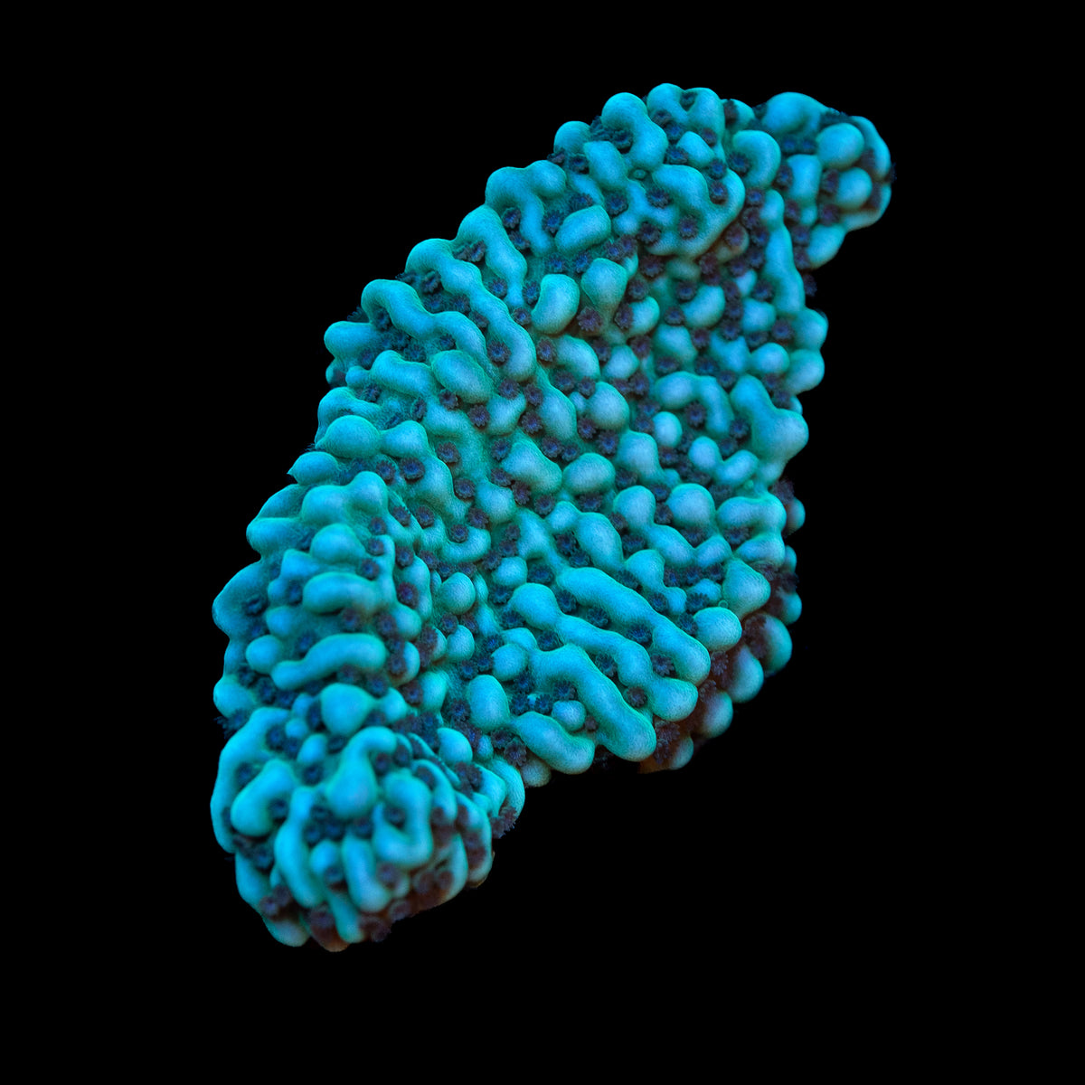 Appleberry Montipora – Underwater Wonders