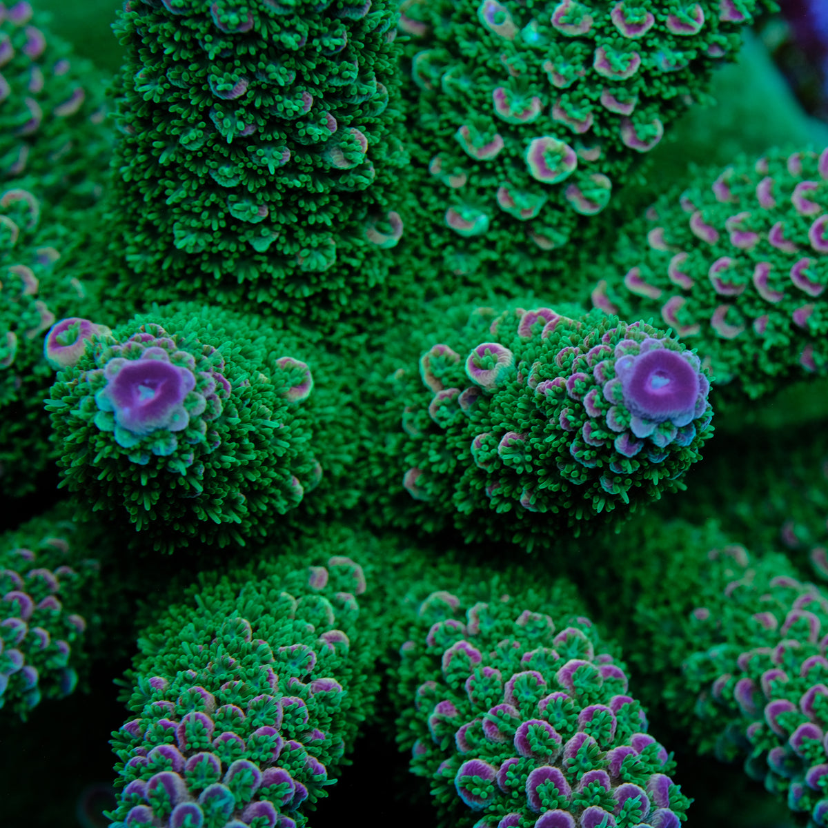 BC Red Hot Hat Digitifera – Underwater Wonders