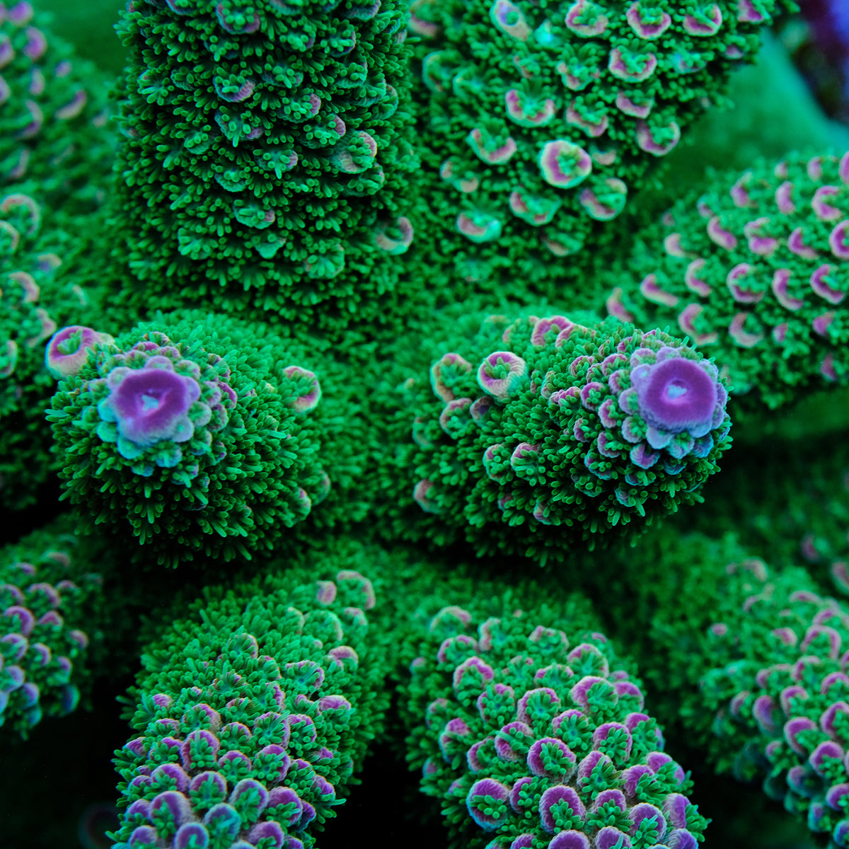 BC Red Hot Hat Digitifera – Underwater Wonders