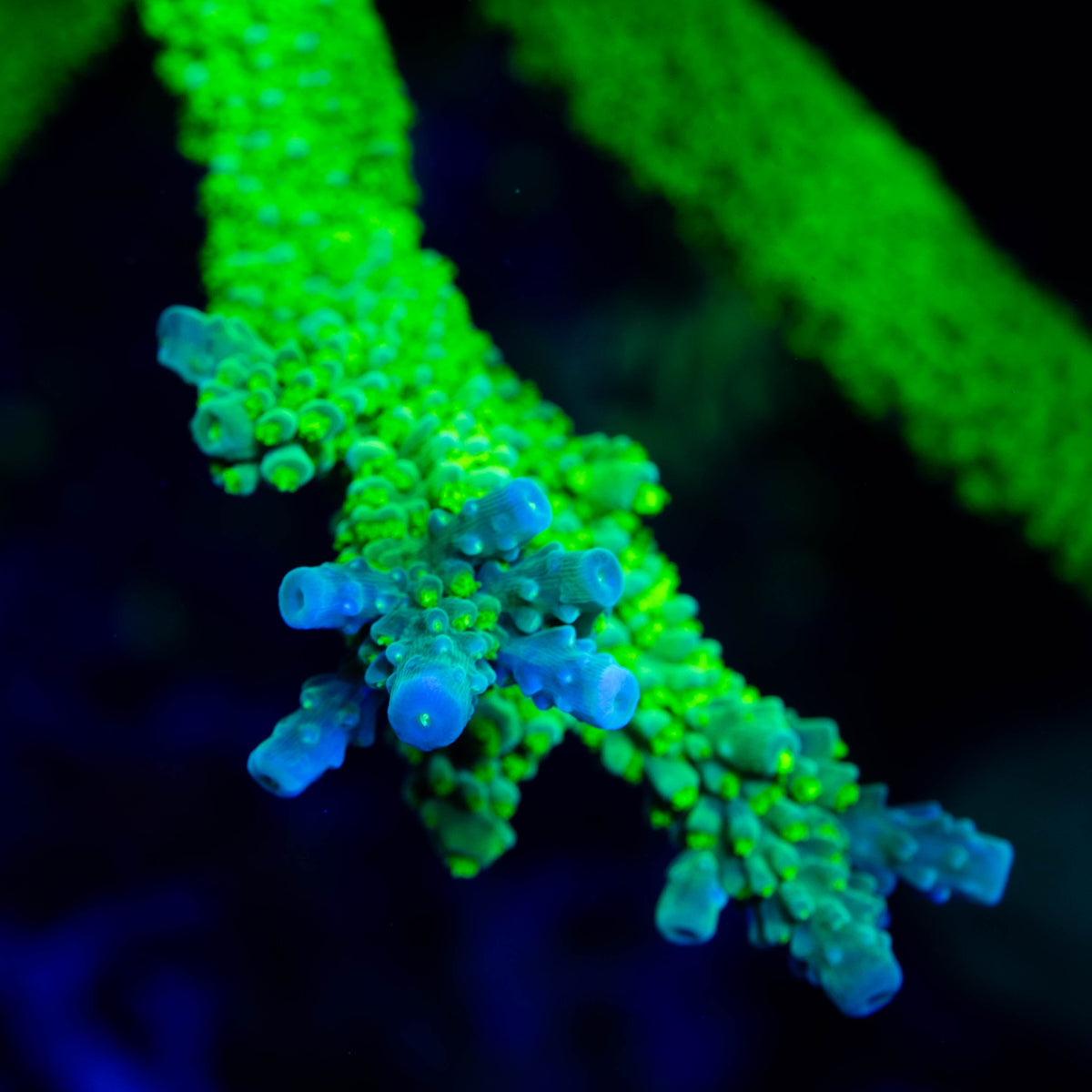 Bali Green Slimer Acropora – Underwater Wonders