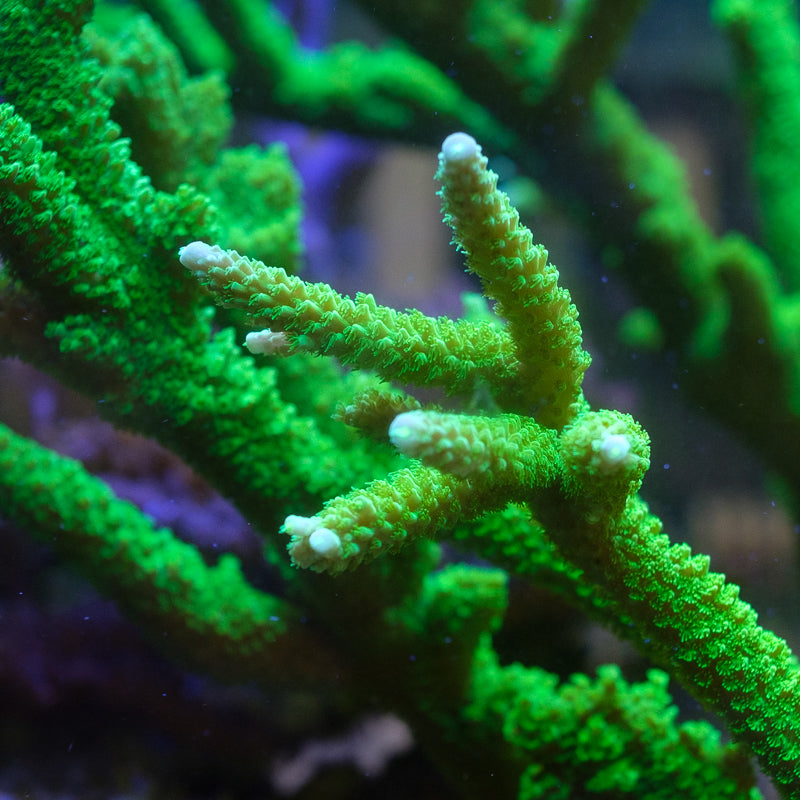 Bali Green Slimer Acropora – Underwater Wonders
