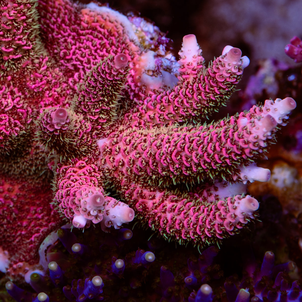 CRT Big Red Millepora – Underwater Wonders