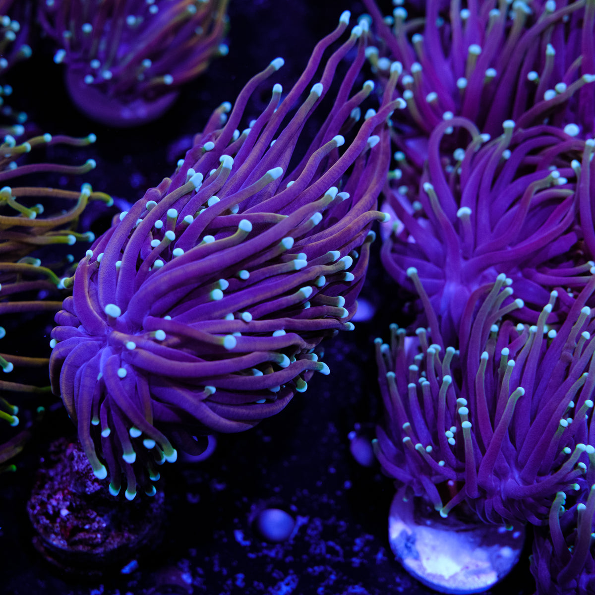 Dragon Soul Torch – Underwater Wonders