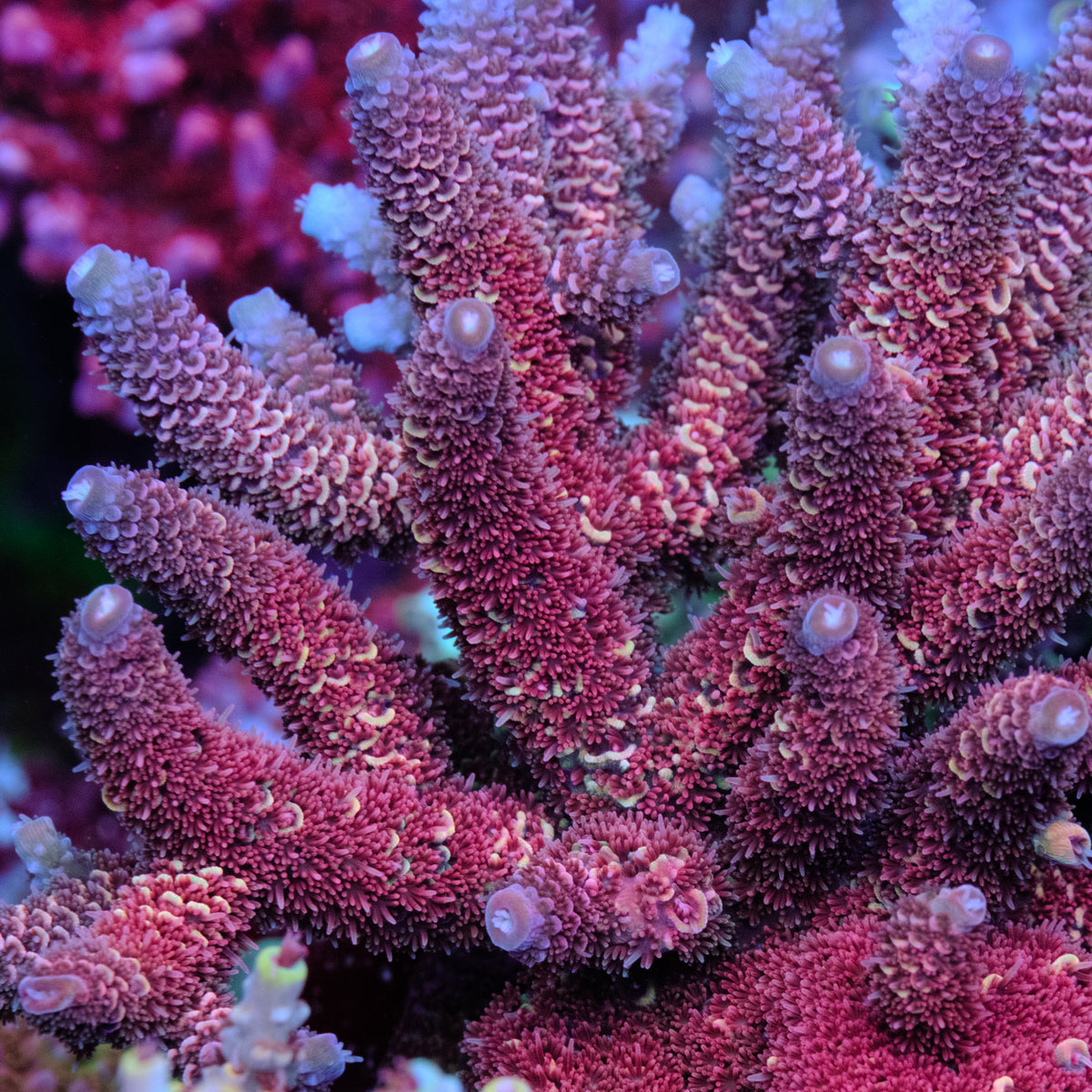 GWS Eternal Acropora Spathulata – Underwater Wonders