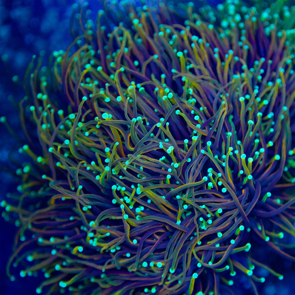 Jester Insanity Torch – Underwater Wonders