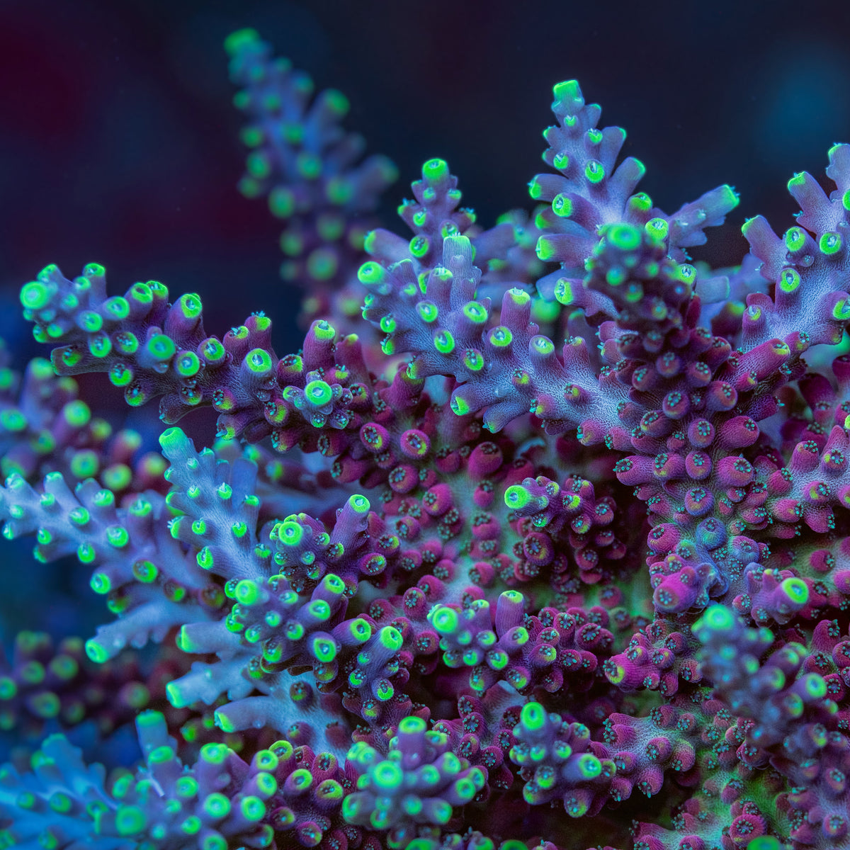 WWC Kobe Bean Acropora – Underwater Wonders