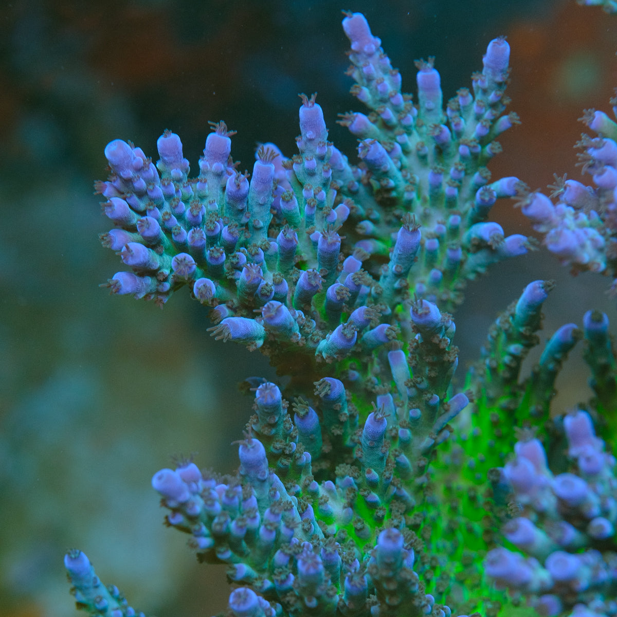 Miyagi Blue Green Tort Acropora – Underwater Wonders