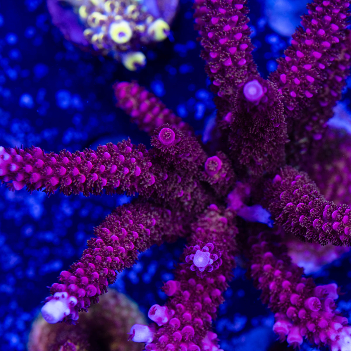 PC Rainbow Acropora – Underwater Wonders