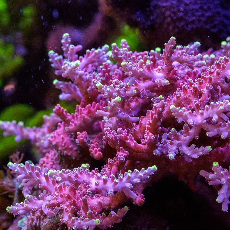 Poison Envy Acropora – Underwater Wonders