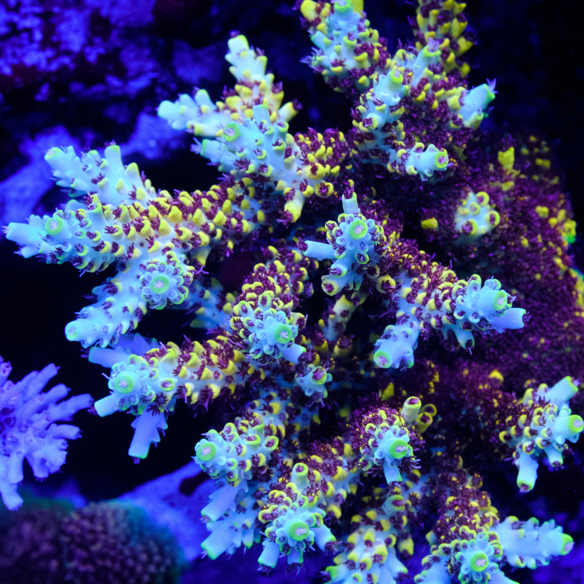 RR Pink Floyd Acropora – Underwater Wonders