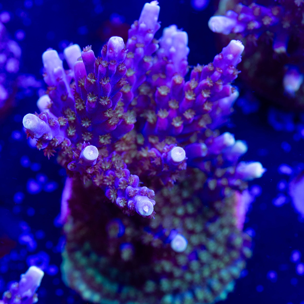 Tricolor Valida Acropora – Underwater Wonders
