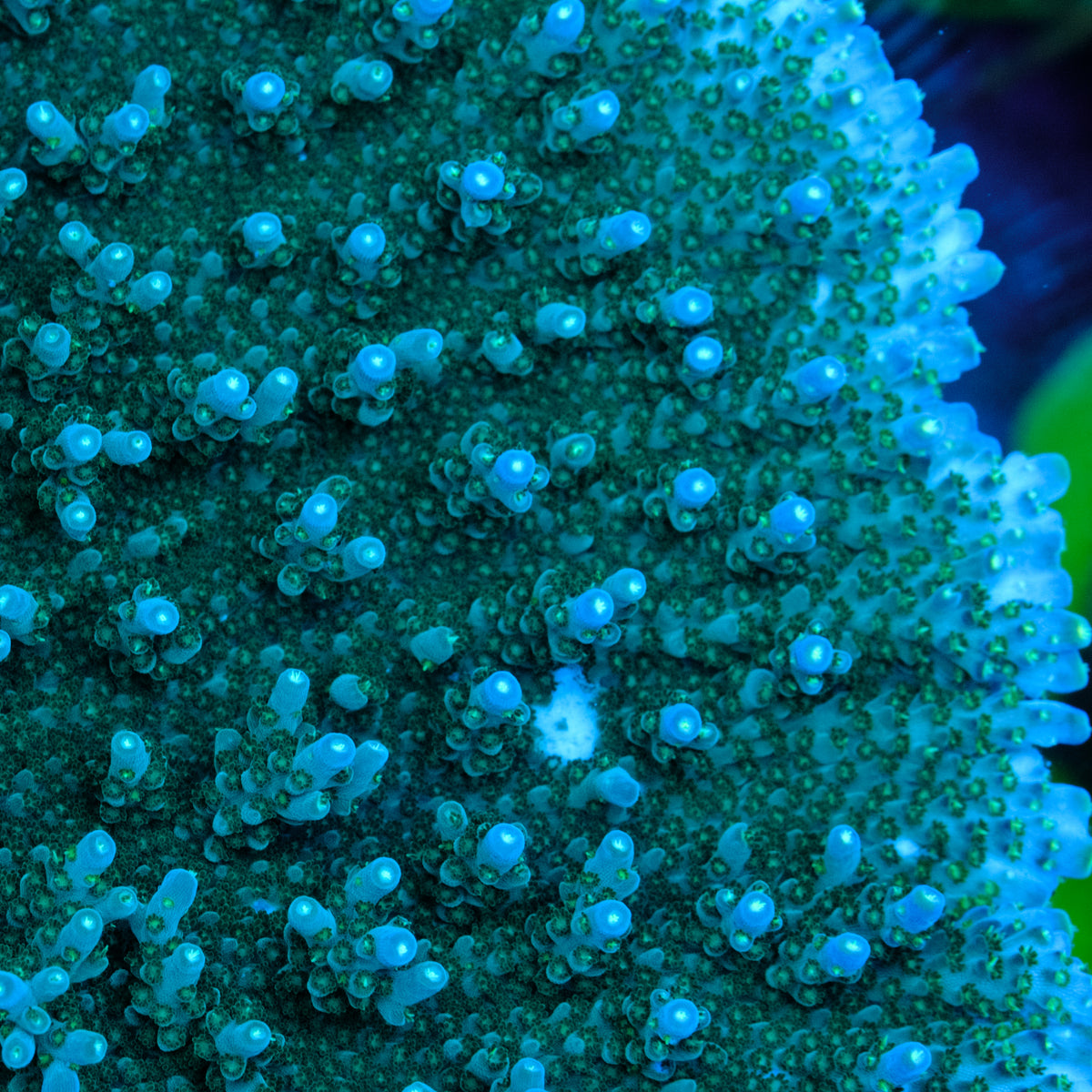Tyree $500 Efflo Acropora – Underwater Wonders