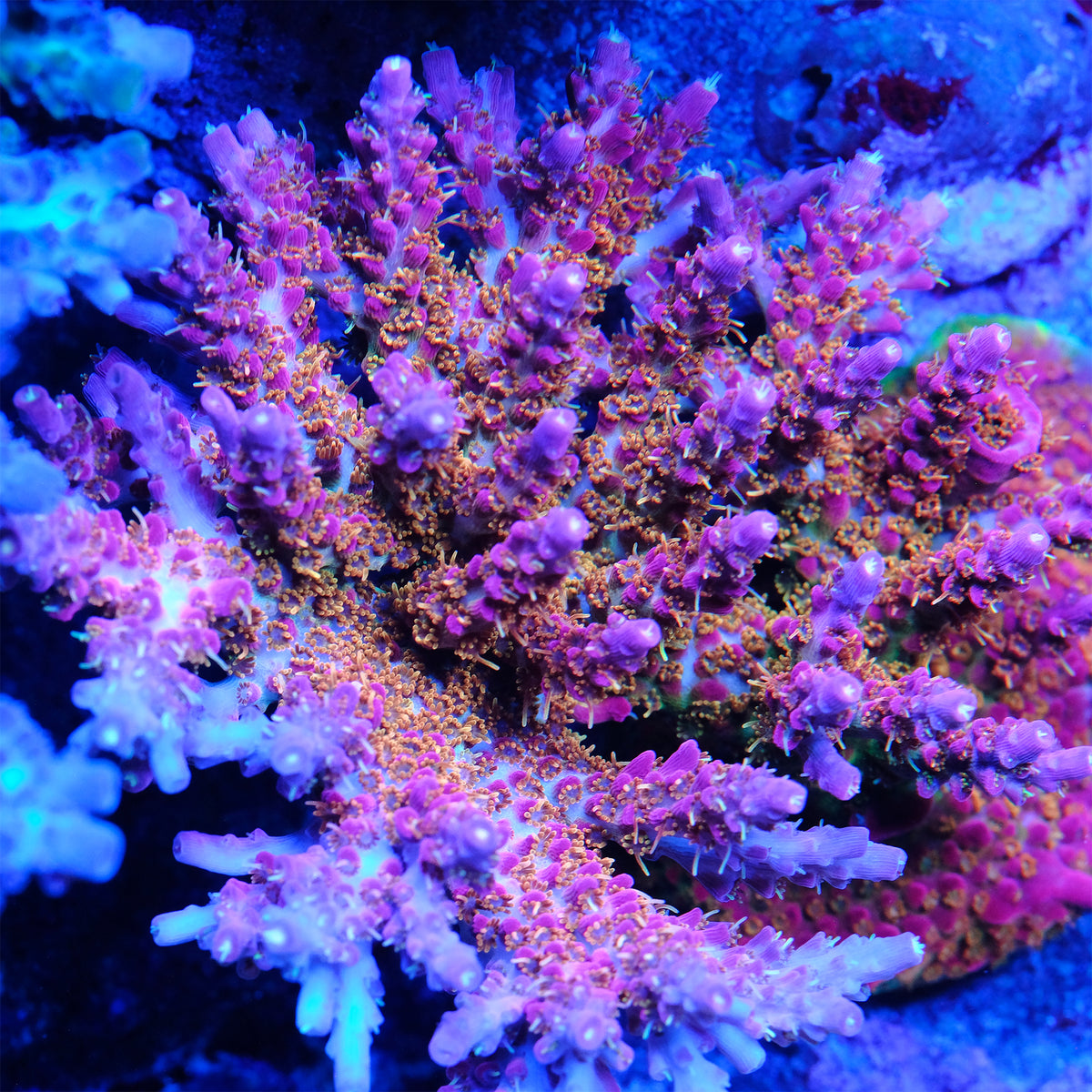Vivid's Confetti Acropora – Underwater Wonders