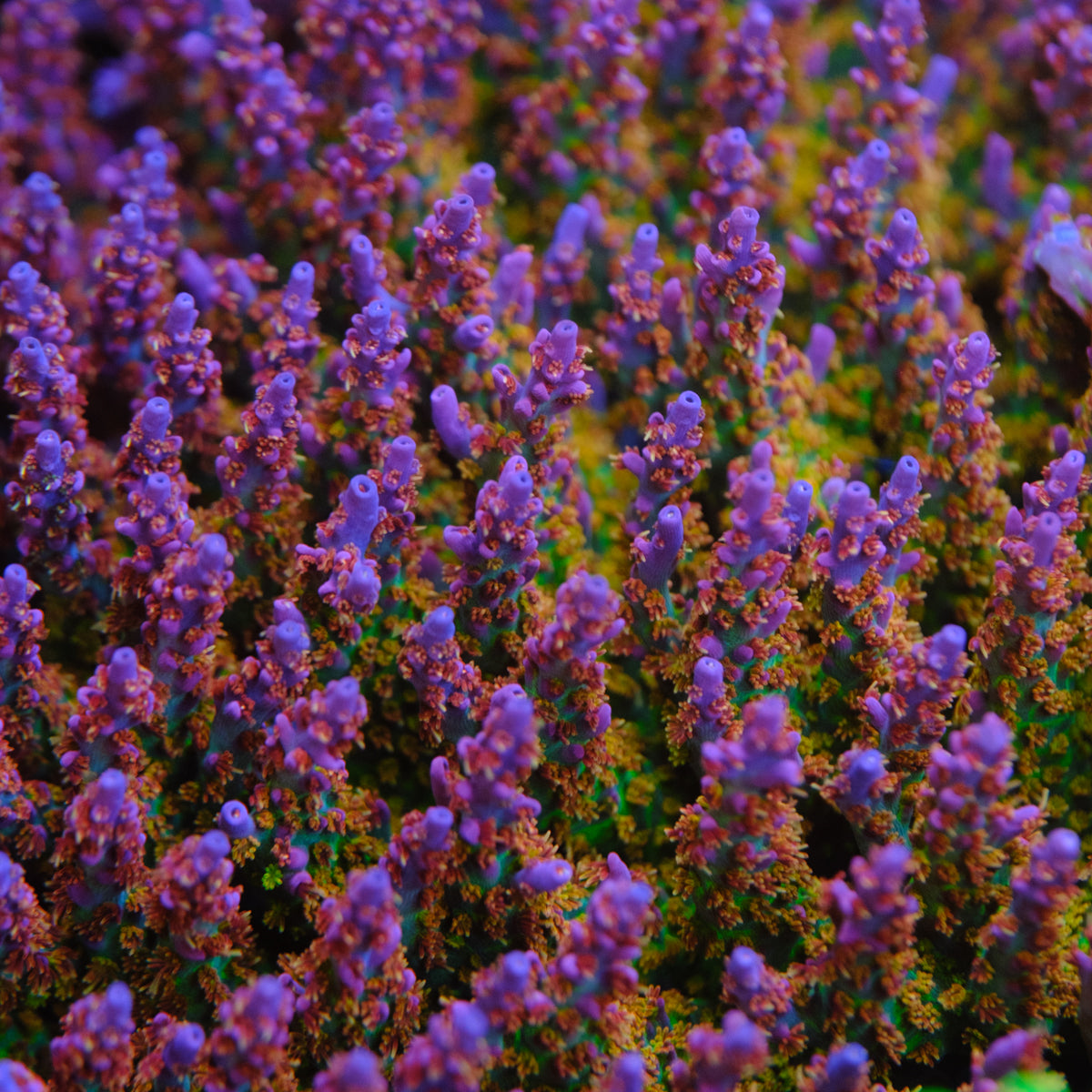 Vivid's Confetti Acropora – Underwater Wonders