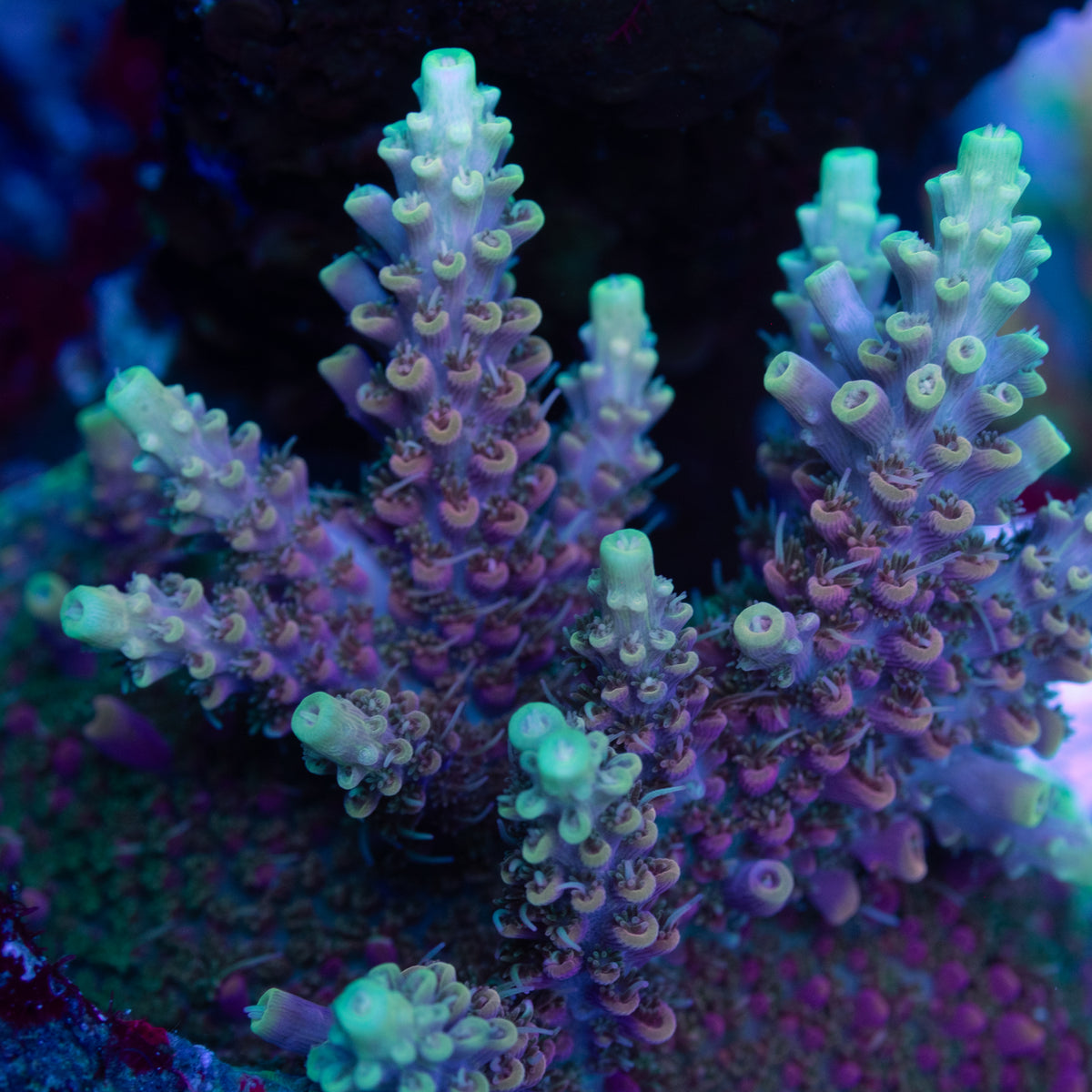 Voodoo Majick Acropora – Underwater Wonders