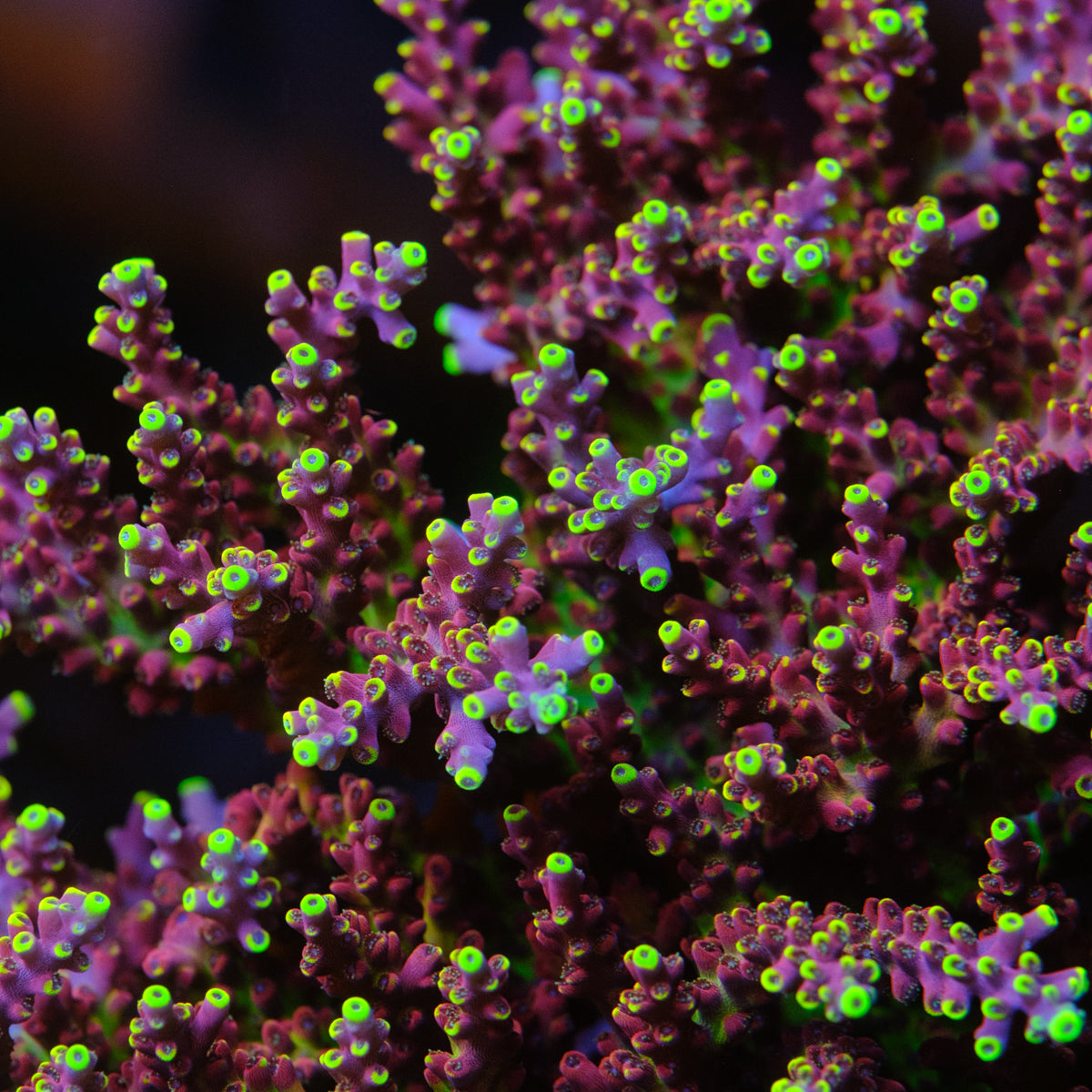 WWC Kobe Bean Acropora – Underwater Wonders