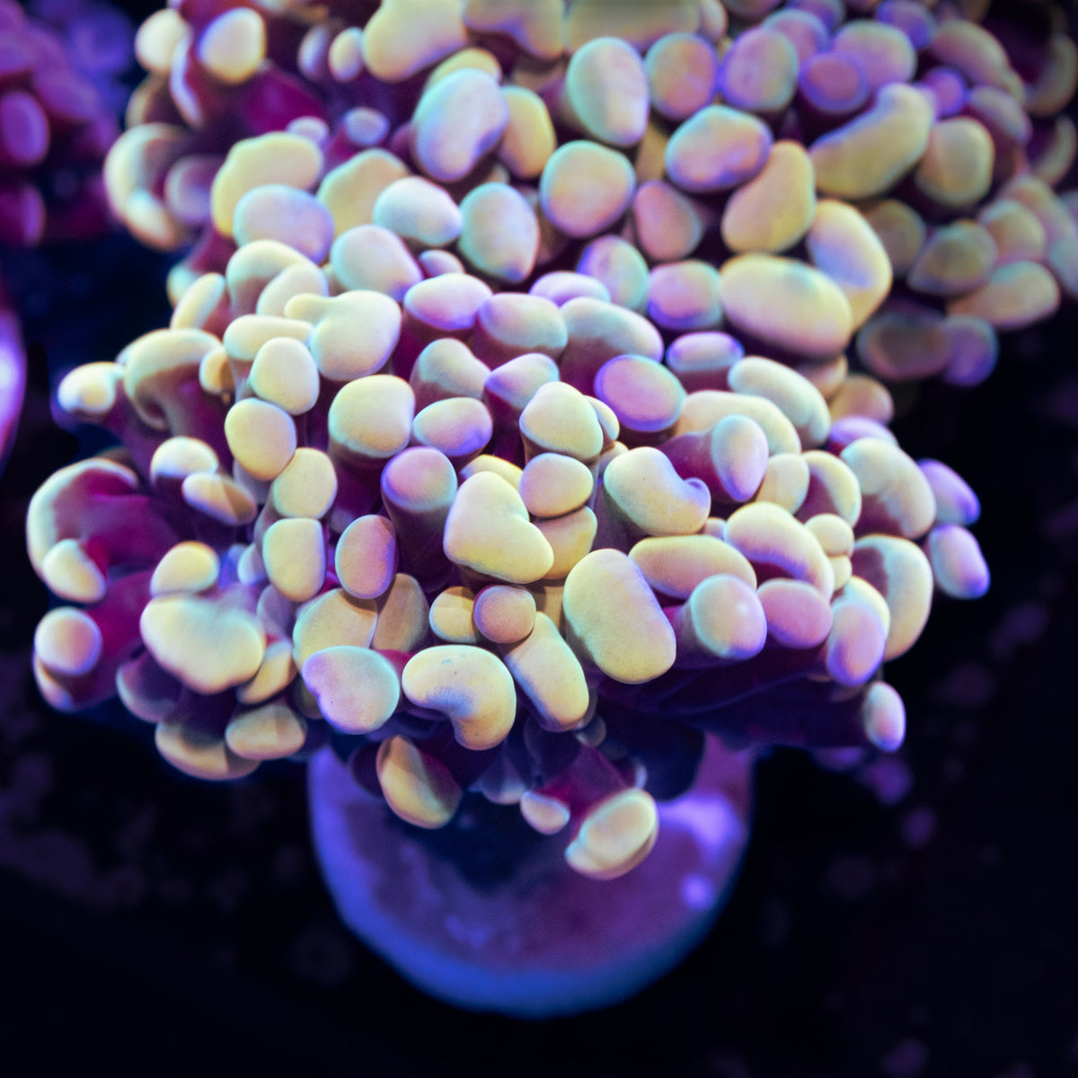 WWC Rainbow Hammer – Underwater Wonders