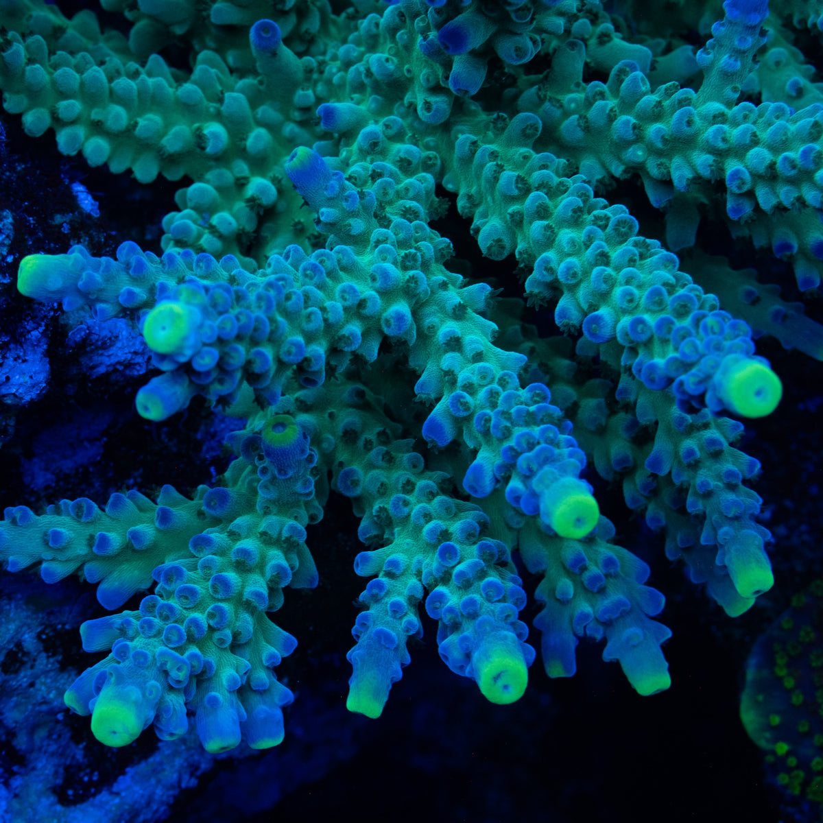 WWC Yellow Tip Acropora – Underwater Wonders
