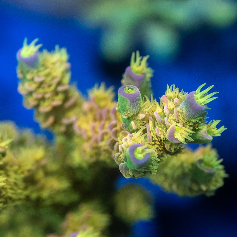 Walt Disney Acropora – Underwater Wonders